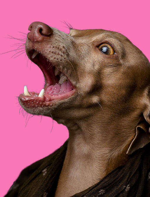 Collections – Drool Pet Products Wholesale