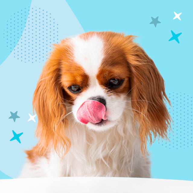 Collections – Drool Pet Products Wholesale